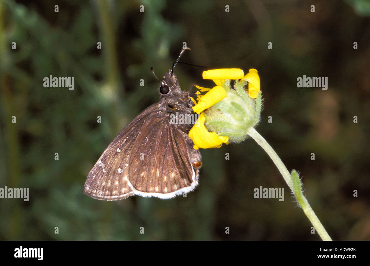 Funereal Duskywing Erynnis funeralis Marfa Texas United States June ...