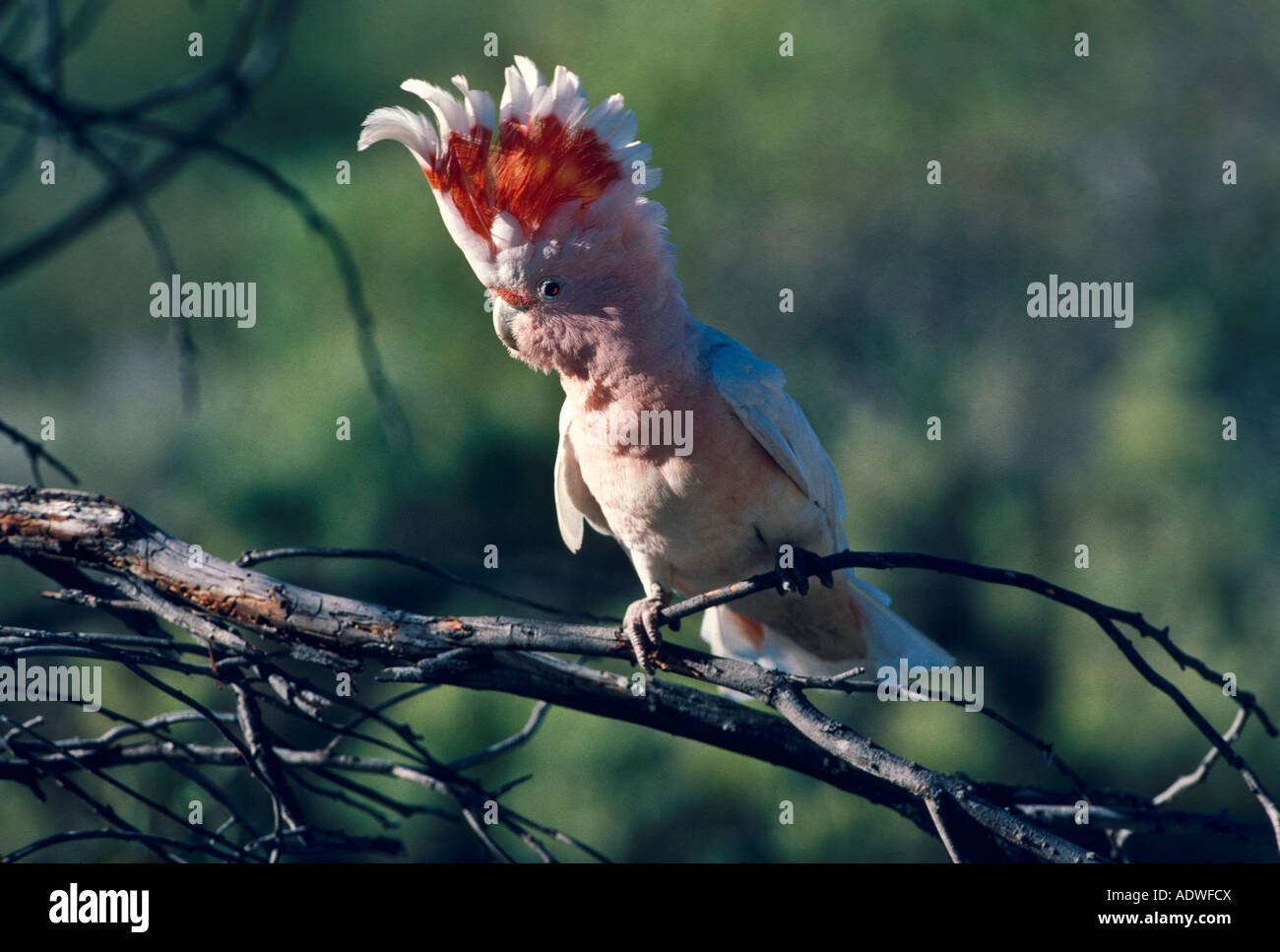 Pink (Major Mitchell) cockatoo, Western Australia Stock Photo - Alamy