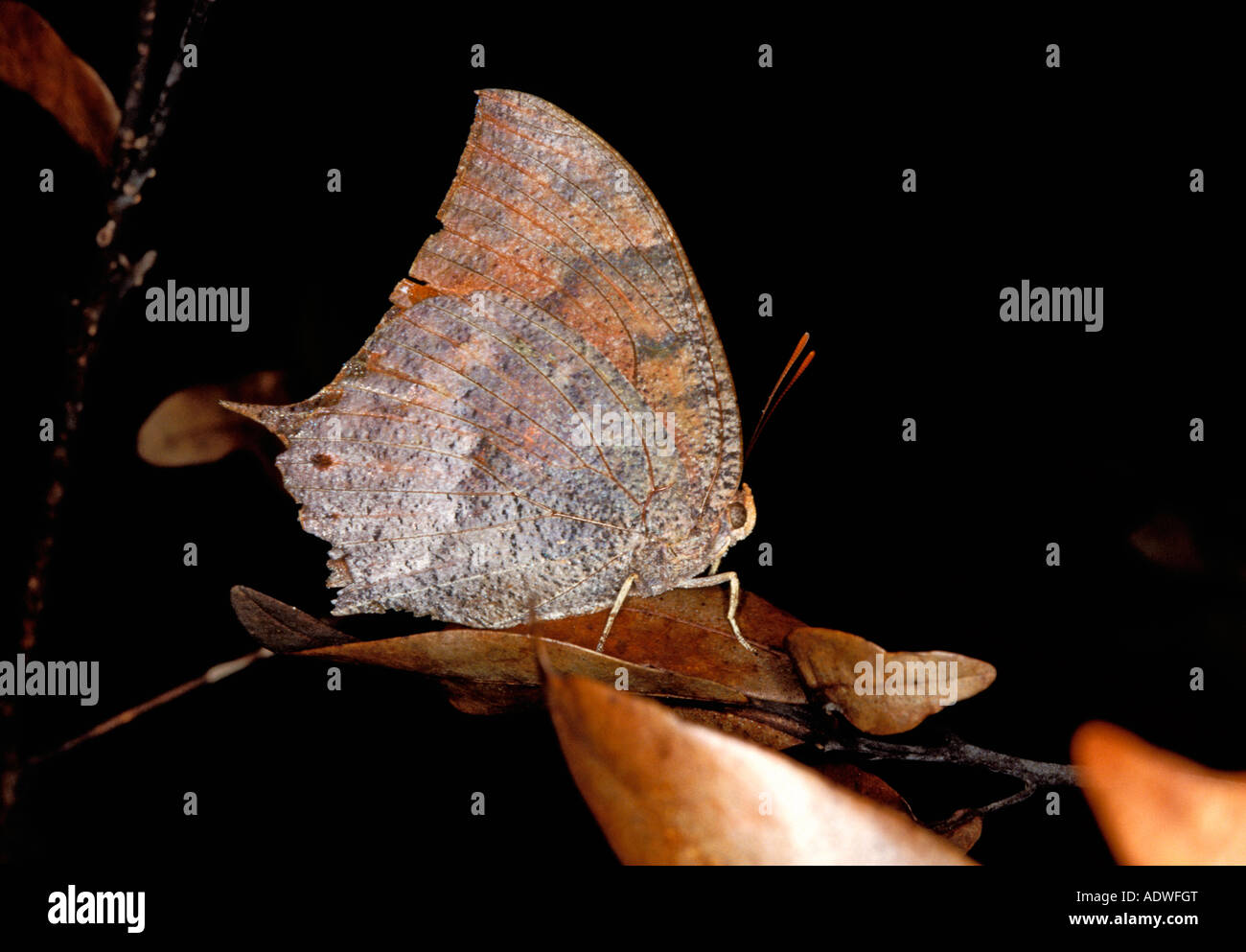 Florida Leafwing Anaea floridalis Long Pine Key Everglades National ...