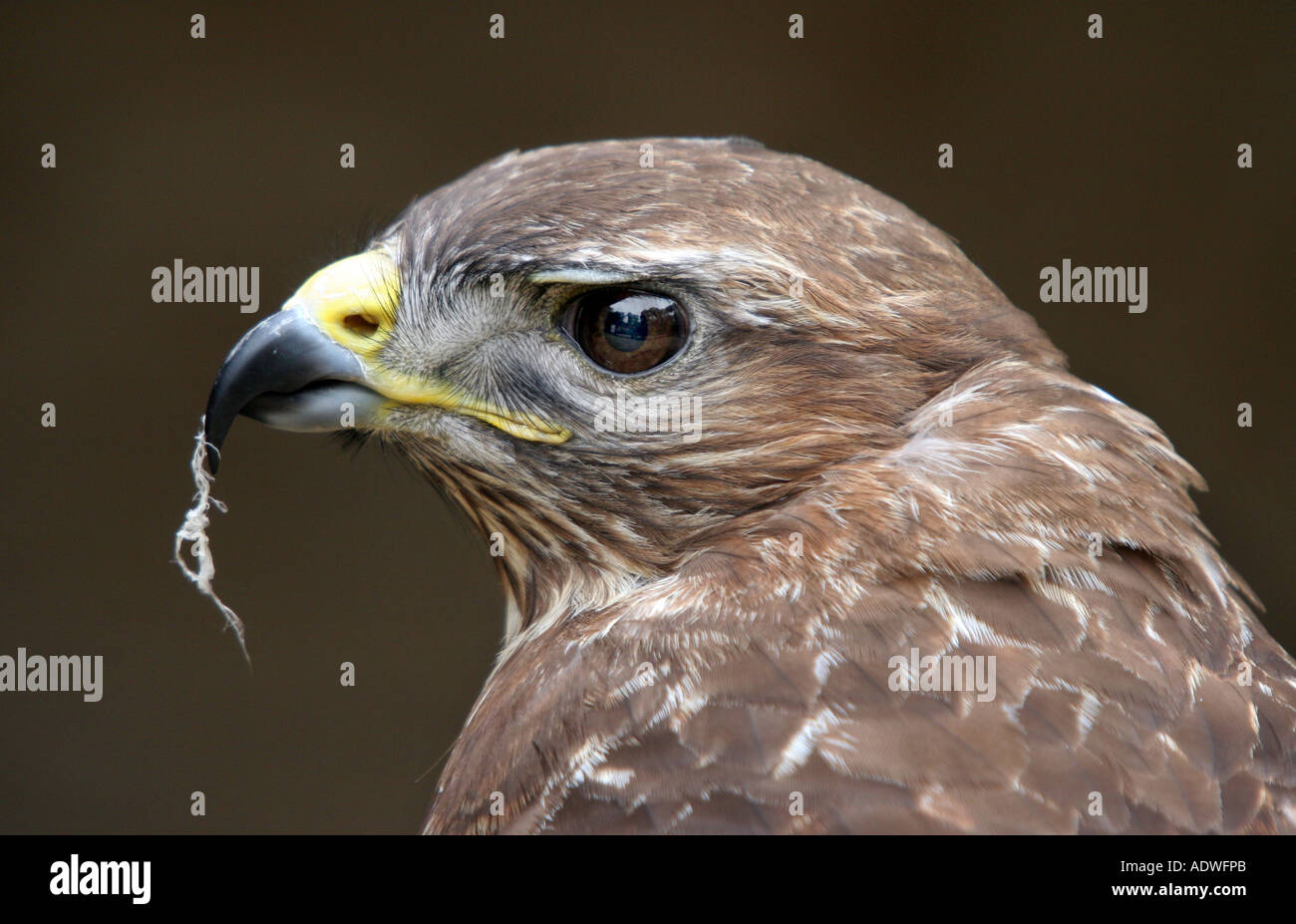 Buteo buteo. Captive Common buzzard in the countryside with a feather ...
