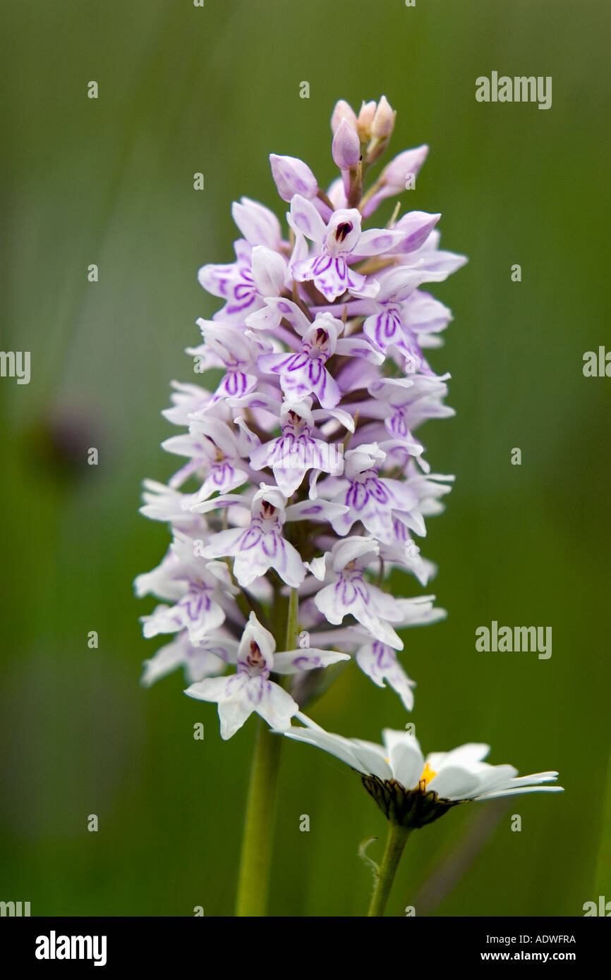 Wild orchids in the english countryside hi-res stock photography and ...
