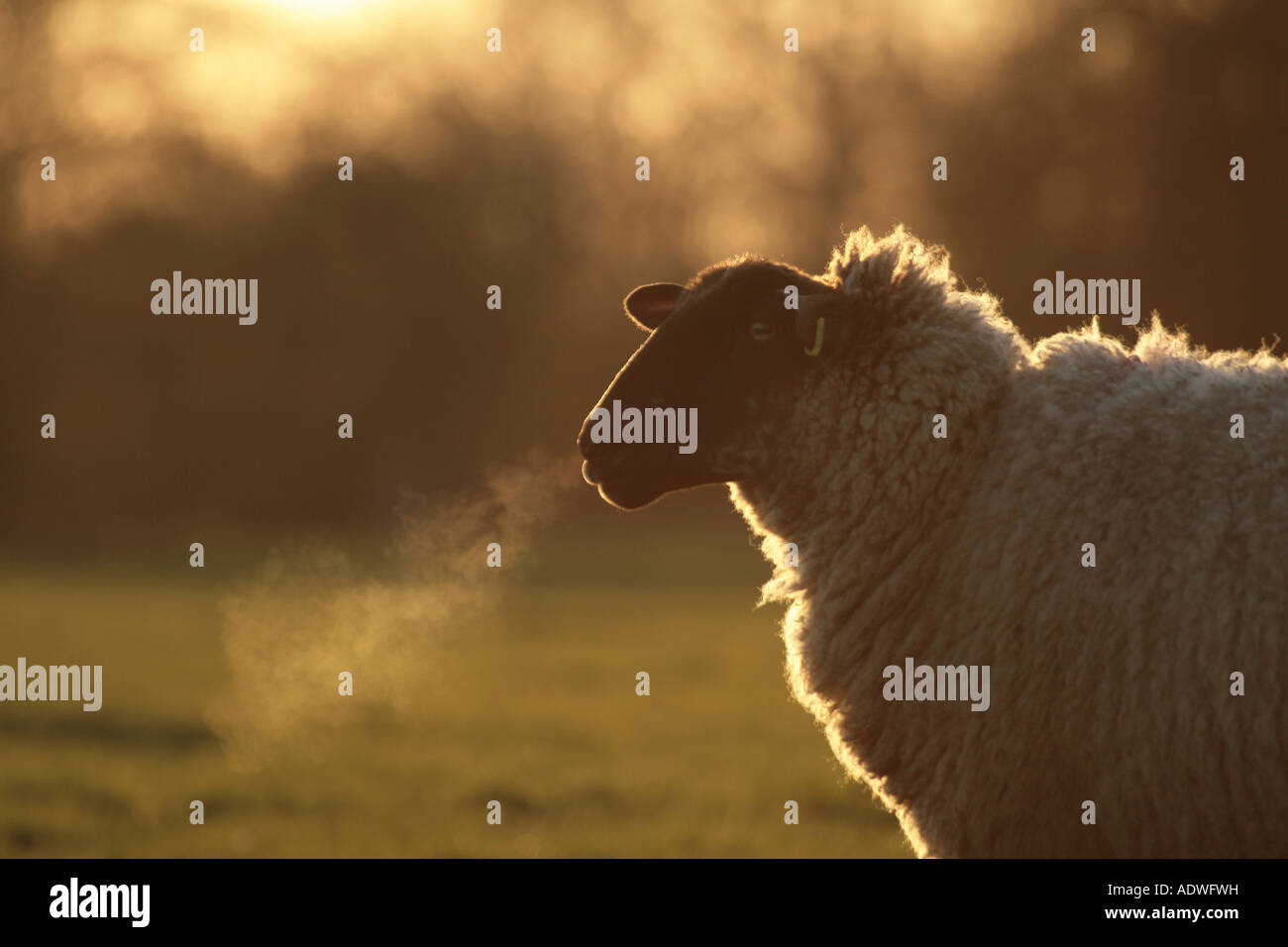 Sheep with breath coming out off its mouth Stock Photo - Alamy