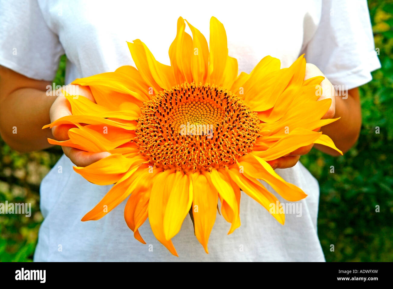 Sunflower on hands (Helianthus annuus Stock Photo - Alamy