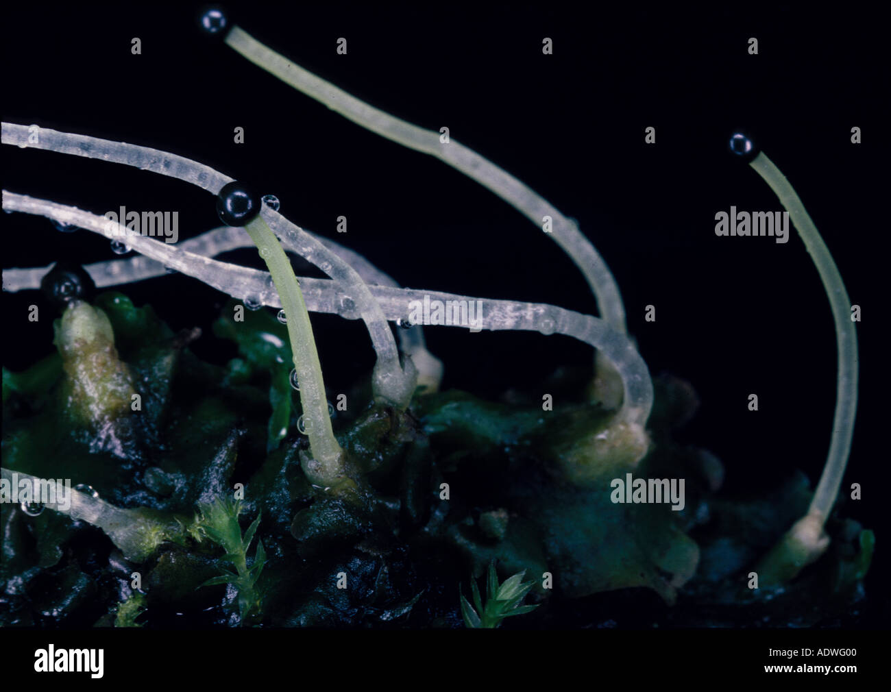 Liverwort Pellia sp Close up showing spore produliles capsules S Stock ...