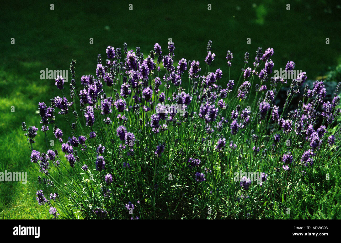 Lavender Dwarf Munstead Urban Garden Cheshire July Stock Photo - Alamy