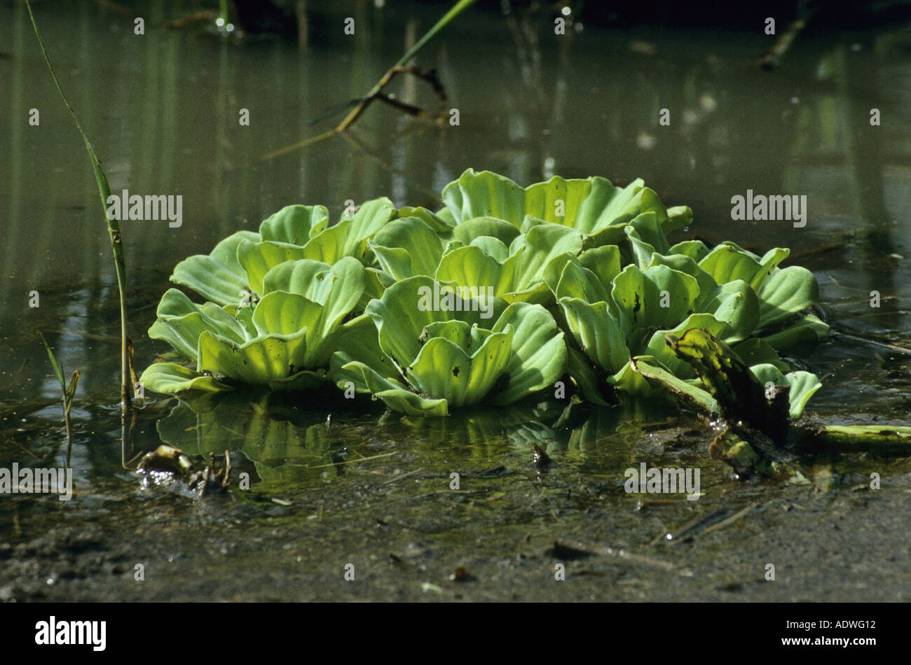 Nile Cabbage or Water Lettuce Pistia stratiotes Lake Baringo Stock ...