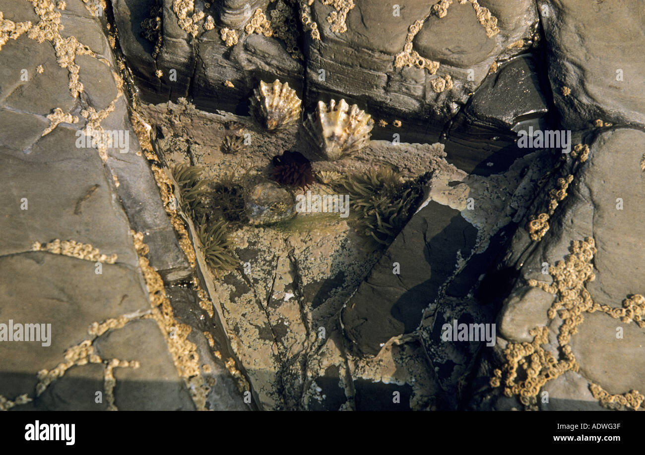 Limpets in rockpool hi-res stock photography and images - Alamy