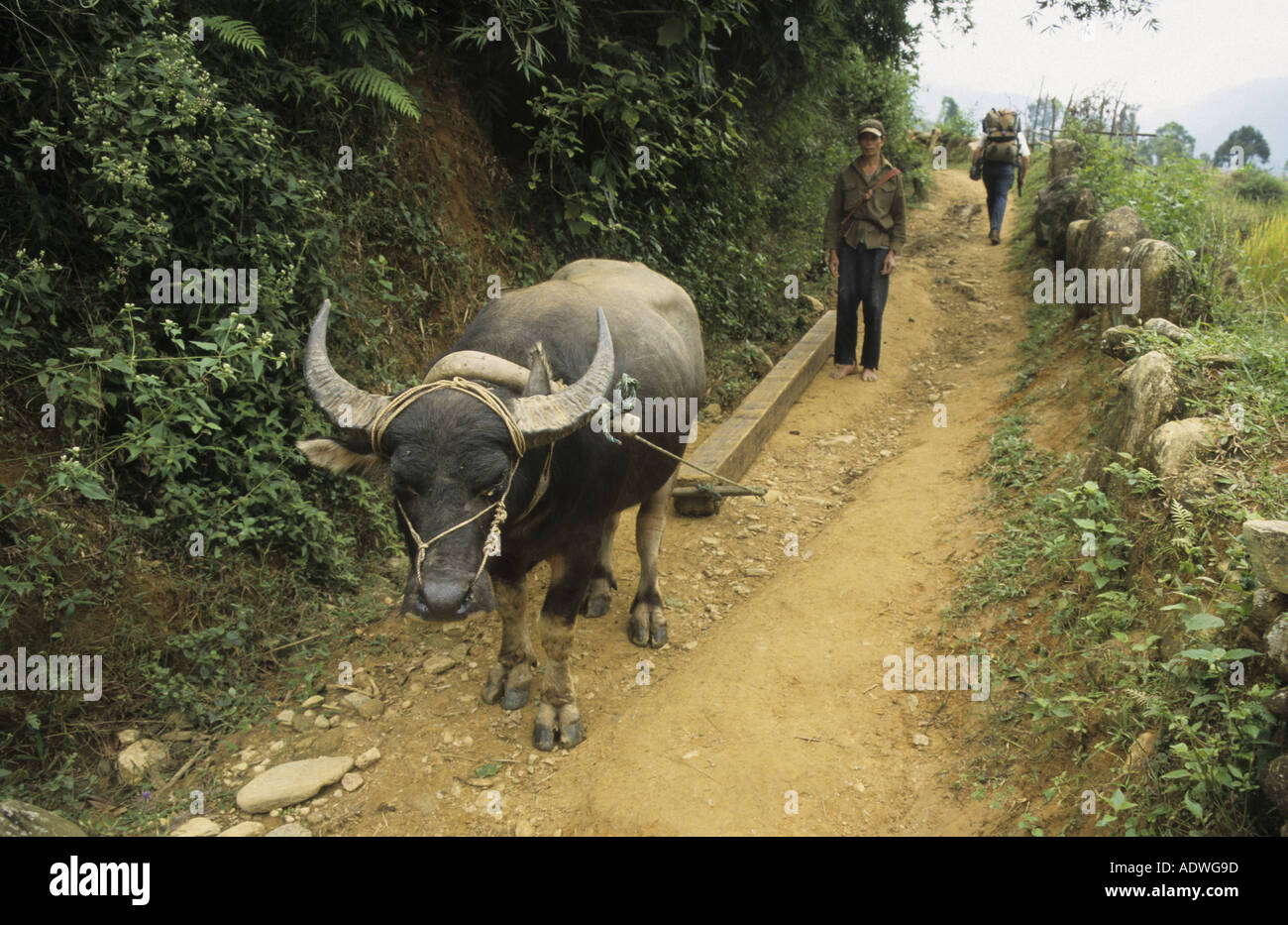 Vietnam Water Buffalo pulling log near Tram Tau in Northern Vietnam ...