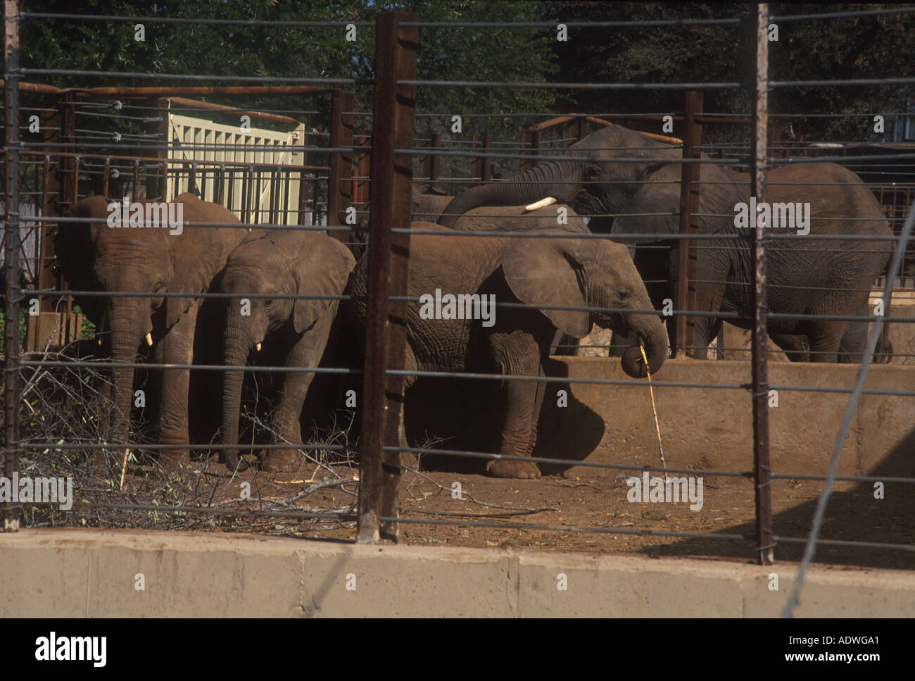 Elephant Translocation High Resolution Stock Photography and Images - Alamy