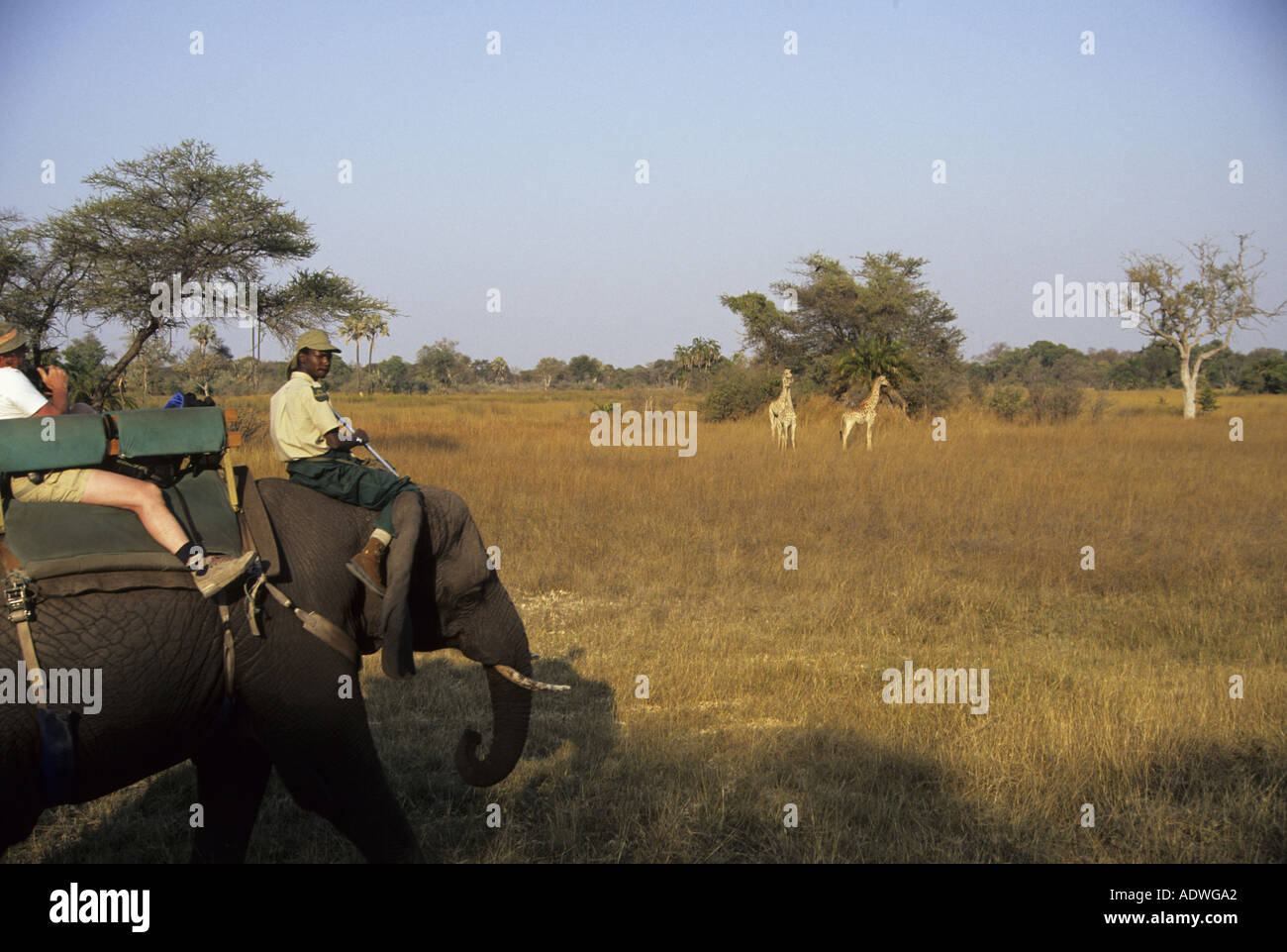Safari Riding African Elephants Giraffes in background Okavango ...