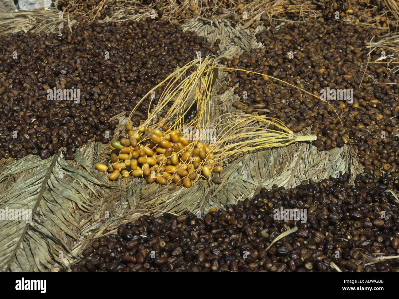 Date Crops Drying on ground Baharia Oasis Egypt Stock Photo - Alamy