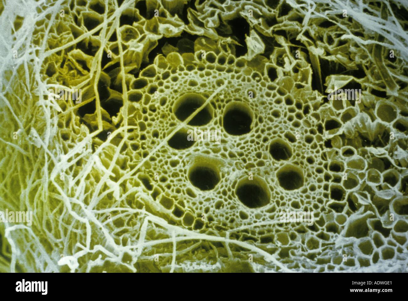 Scientific SEM root and root hairs Stock Photo - Alamy