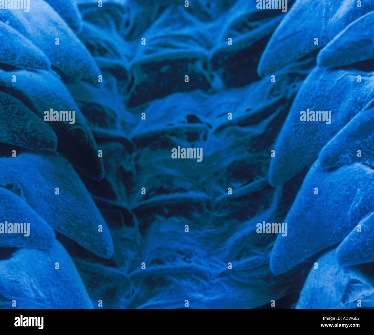 1 of 11 hi-res stock photography and images - Alamy