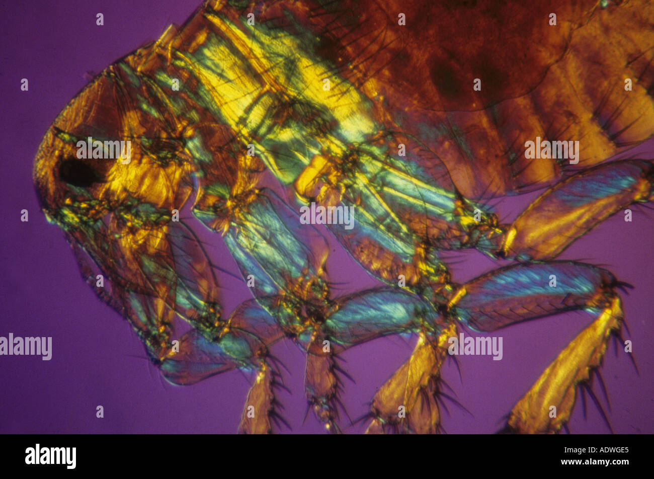 Human Flea Pulex iritans Polarised Light Image Magnified x 40 Stock ...