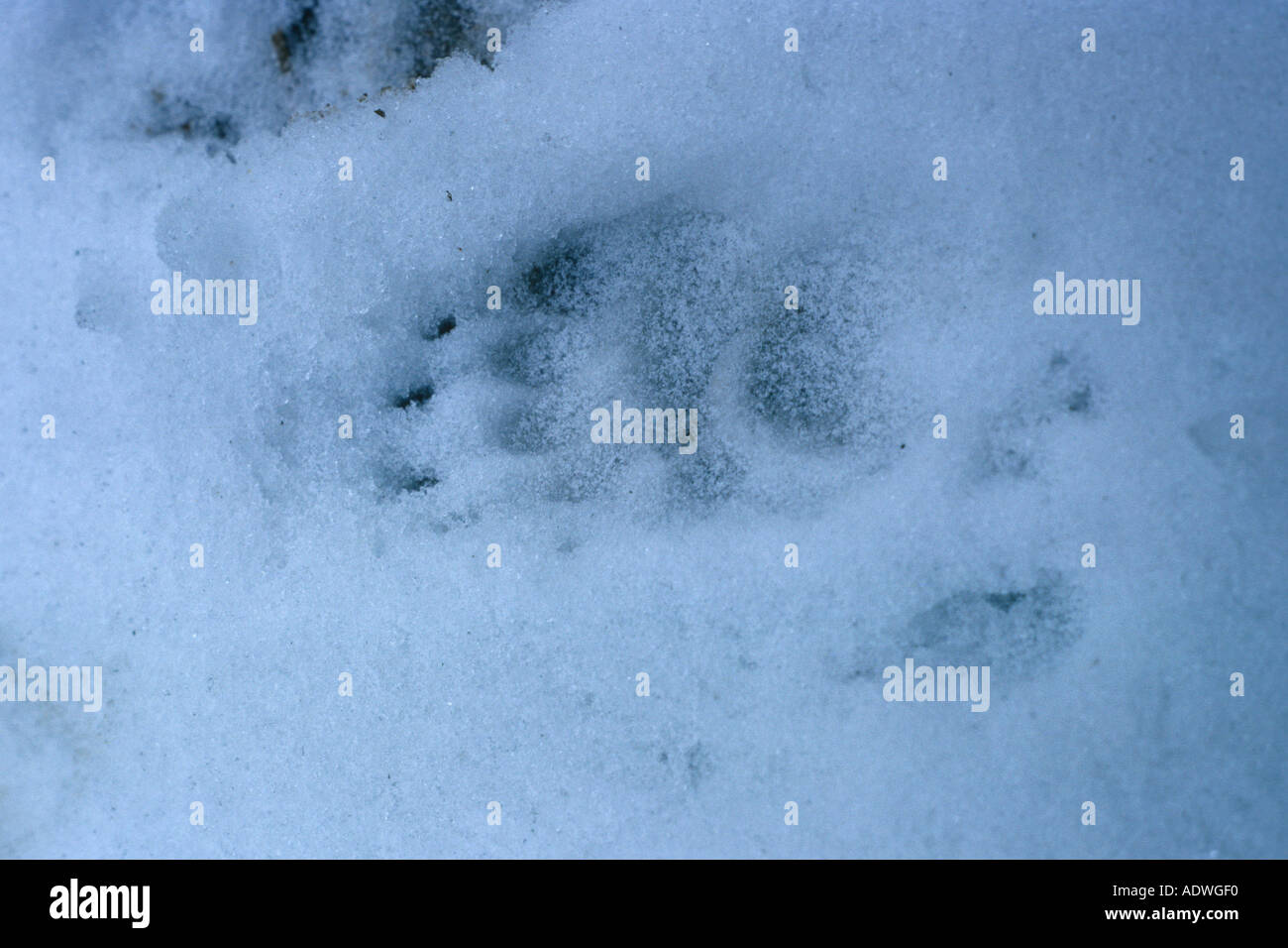 Tracks Badger footprint in snow Stock Photo - Alamy