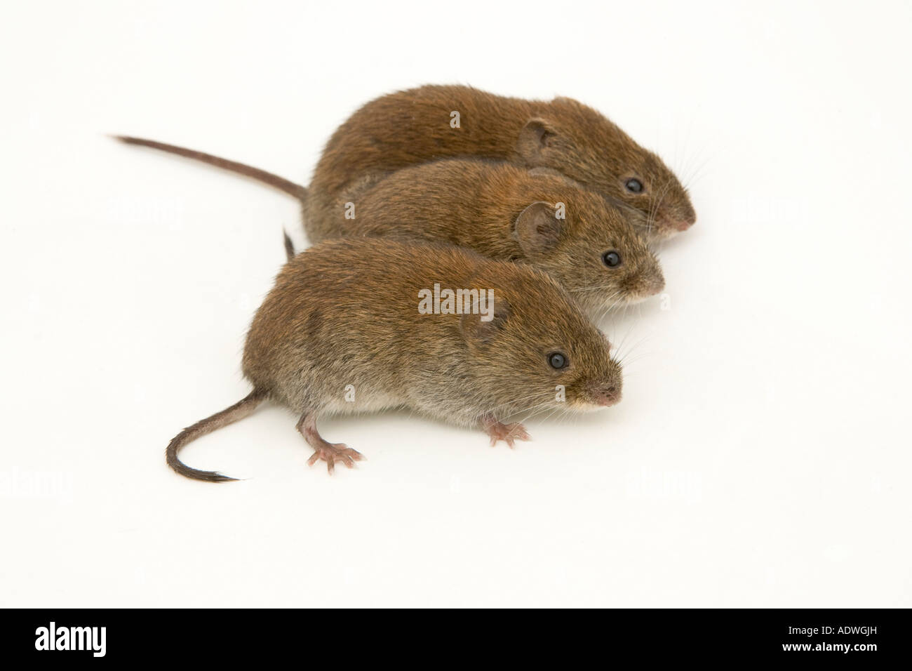 3 mice Cut Out Stock Images & Pictures - Alamy