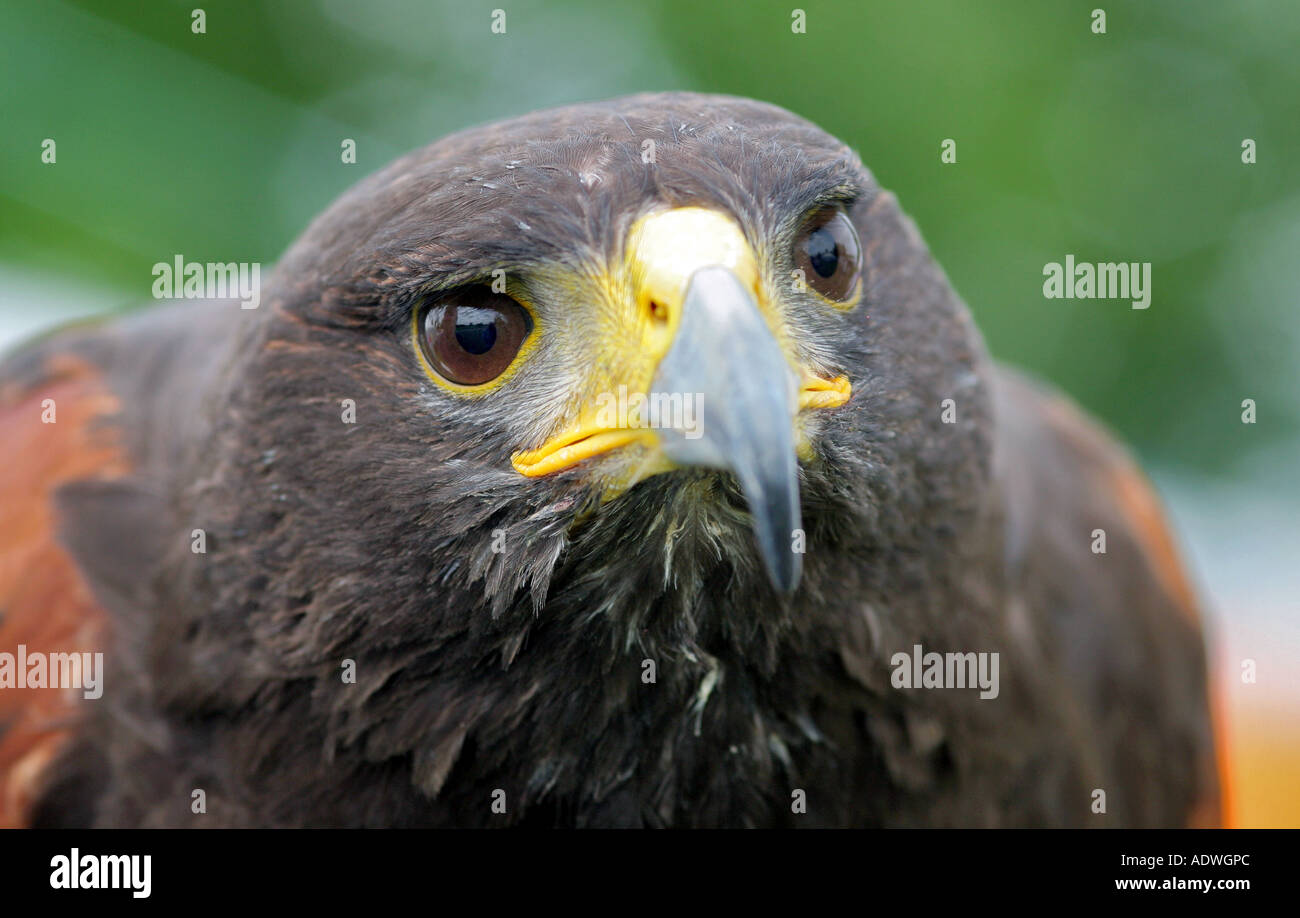 Harris hawk head portrait Stock Photo - Alamy