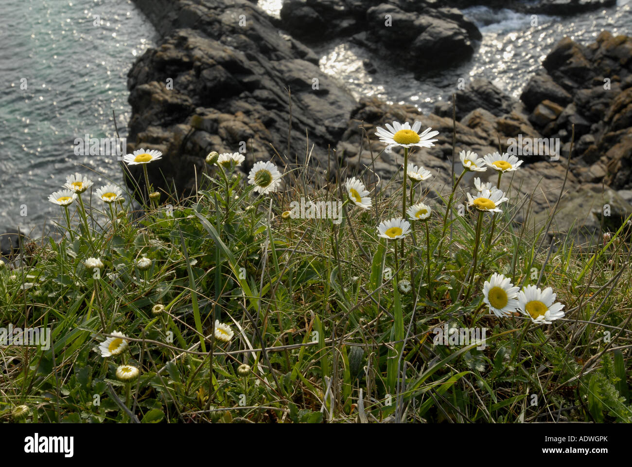 Coastal path between St Ives and Zennor, Cornwall. Oxeye daisies in ...