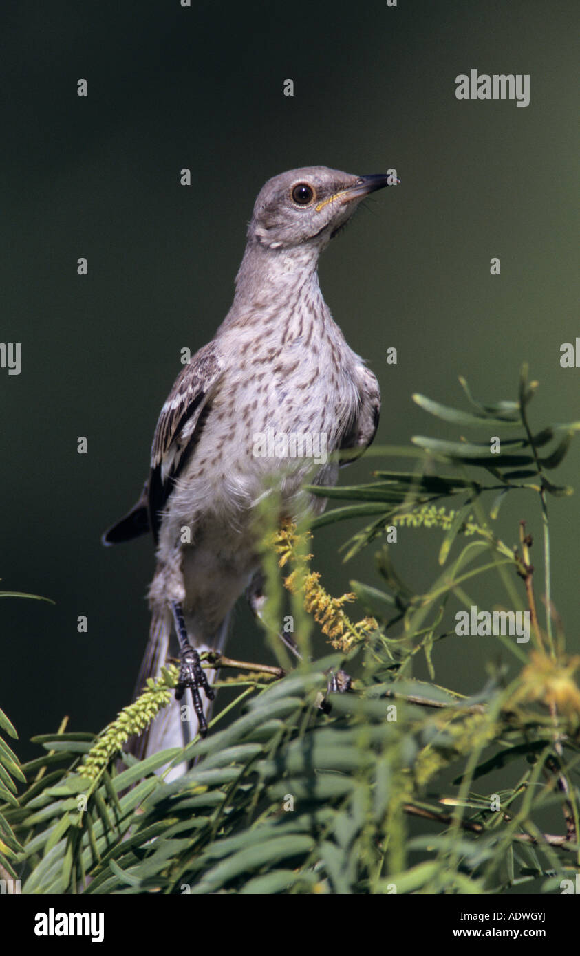 Juvenile northern mockingbird hi-res stock photography and images - Alamy