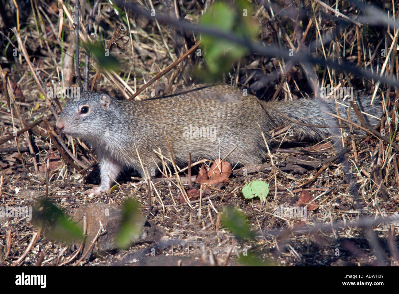 Franklin's Ground Squirrel Spermophilus franklinii Hawk Ridge Duluth ...