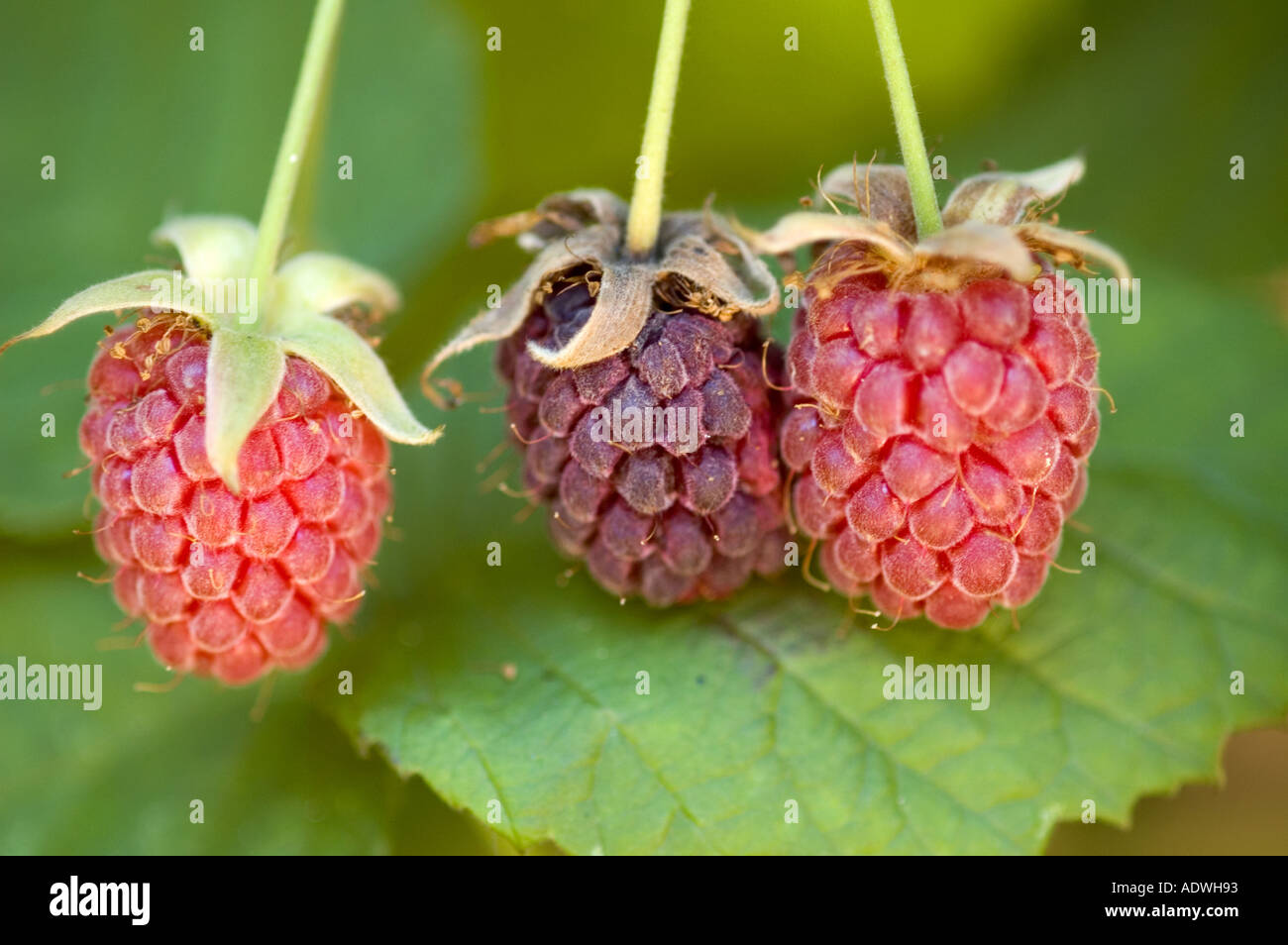 Loganberry hi-res stock photography and images - Alamy