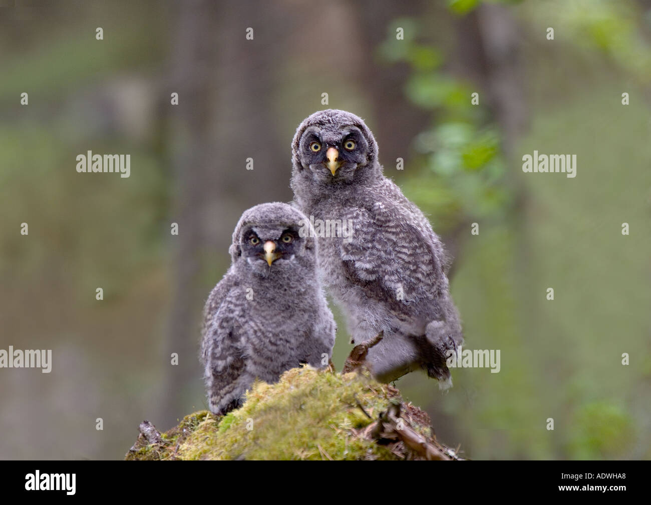 Pair standing on moss covered tree stump Finland June Strix nebulosa ...