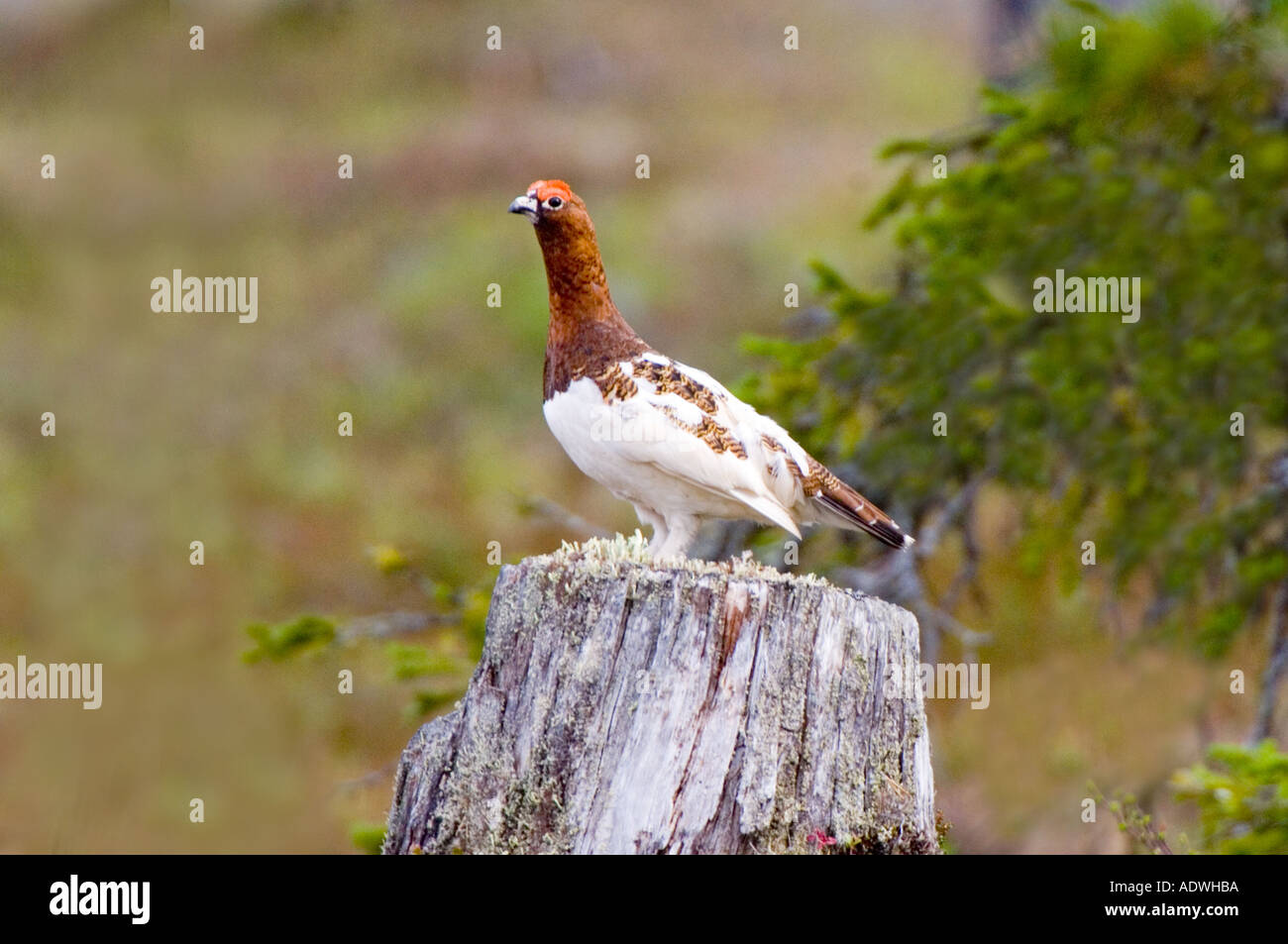 Willow stump hi-res stock photography and images - Alamy