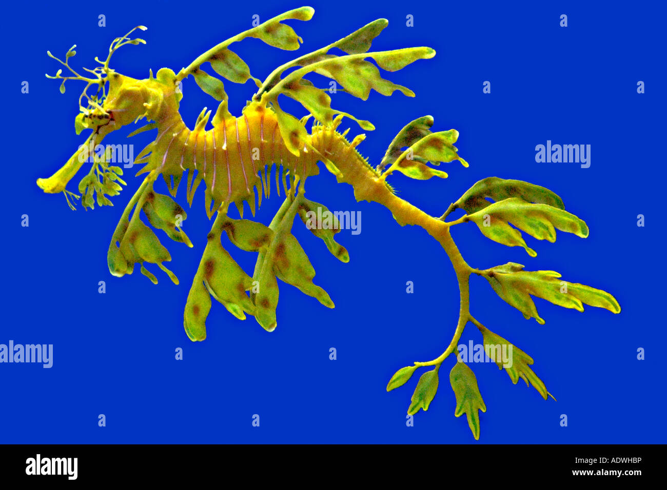 Leafy Sea Dragon