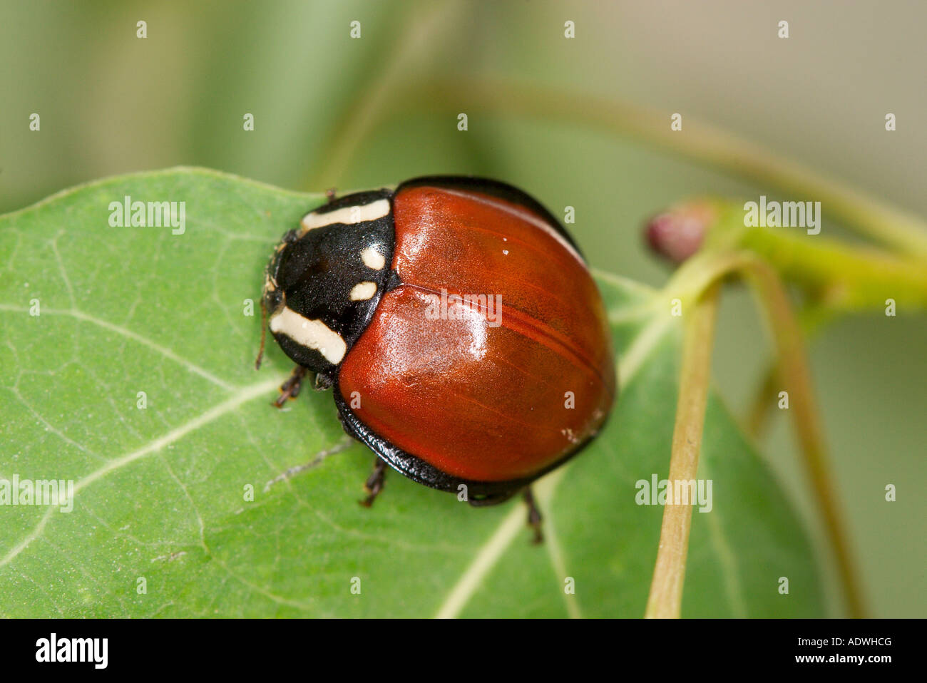 Giant Lady Beetle Anatis lecontei Show Low Arizona United States 11 ...