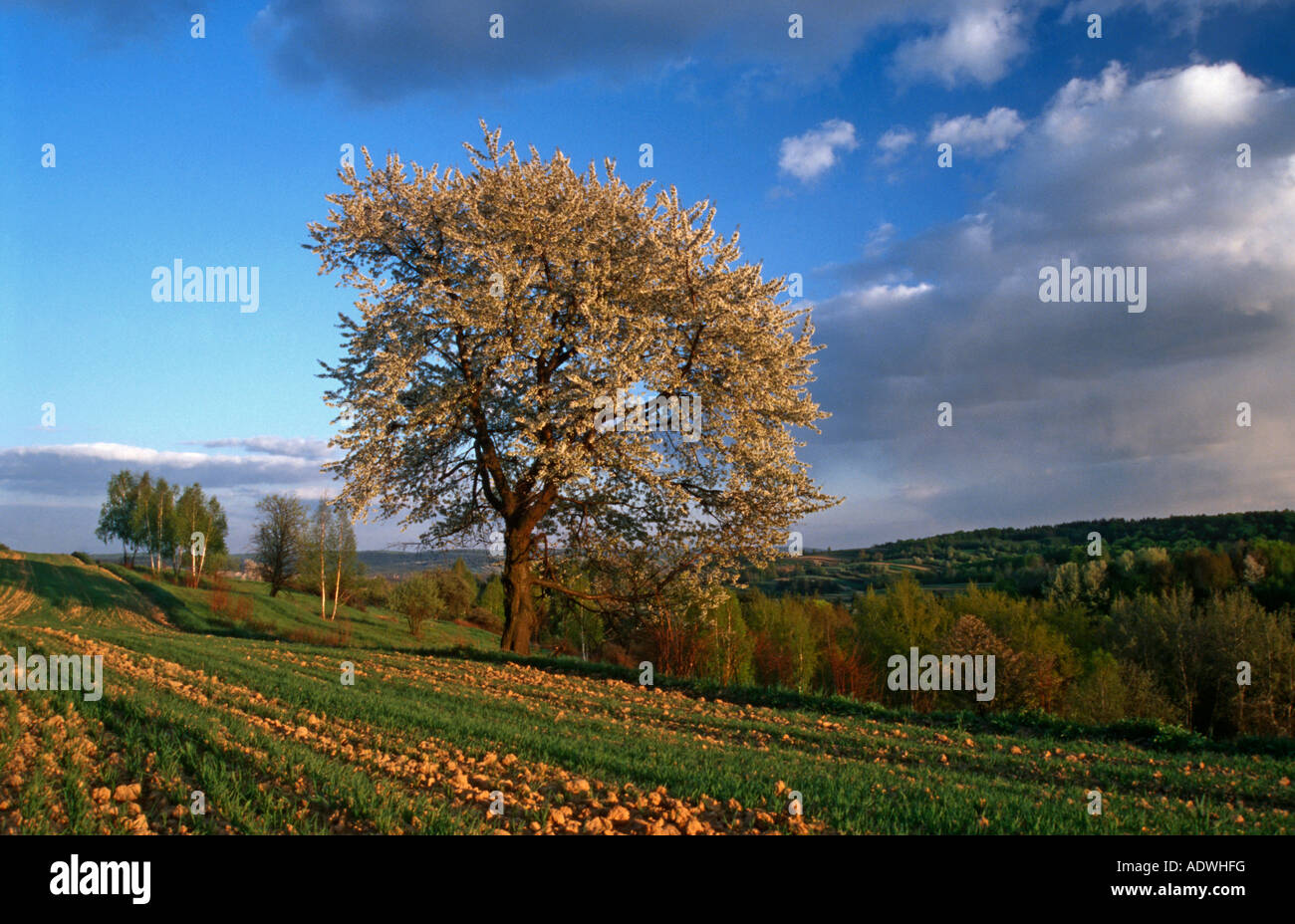 Roztocze region in south east Poland Stock Photo - Alamy