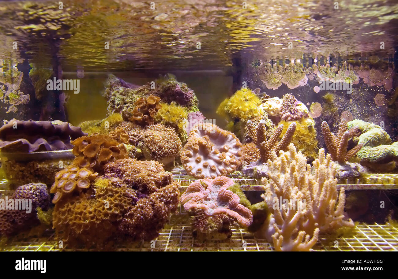 An exquisite reef tank aquarium full of a variety of colorful, textured ...
