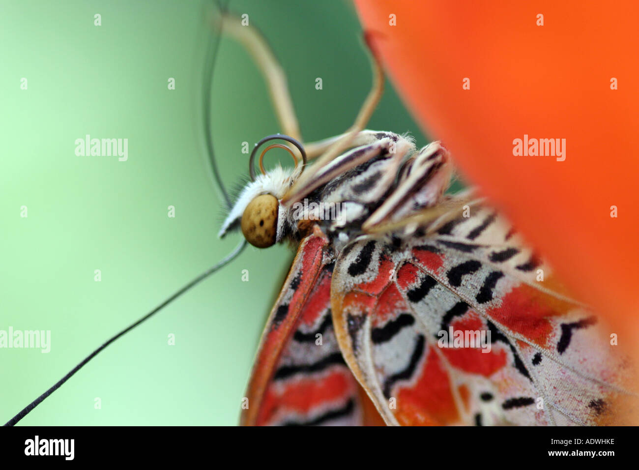Cethosia biblis. Red Lacewing butterfly sitting on orange flower petal ...