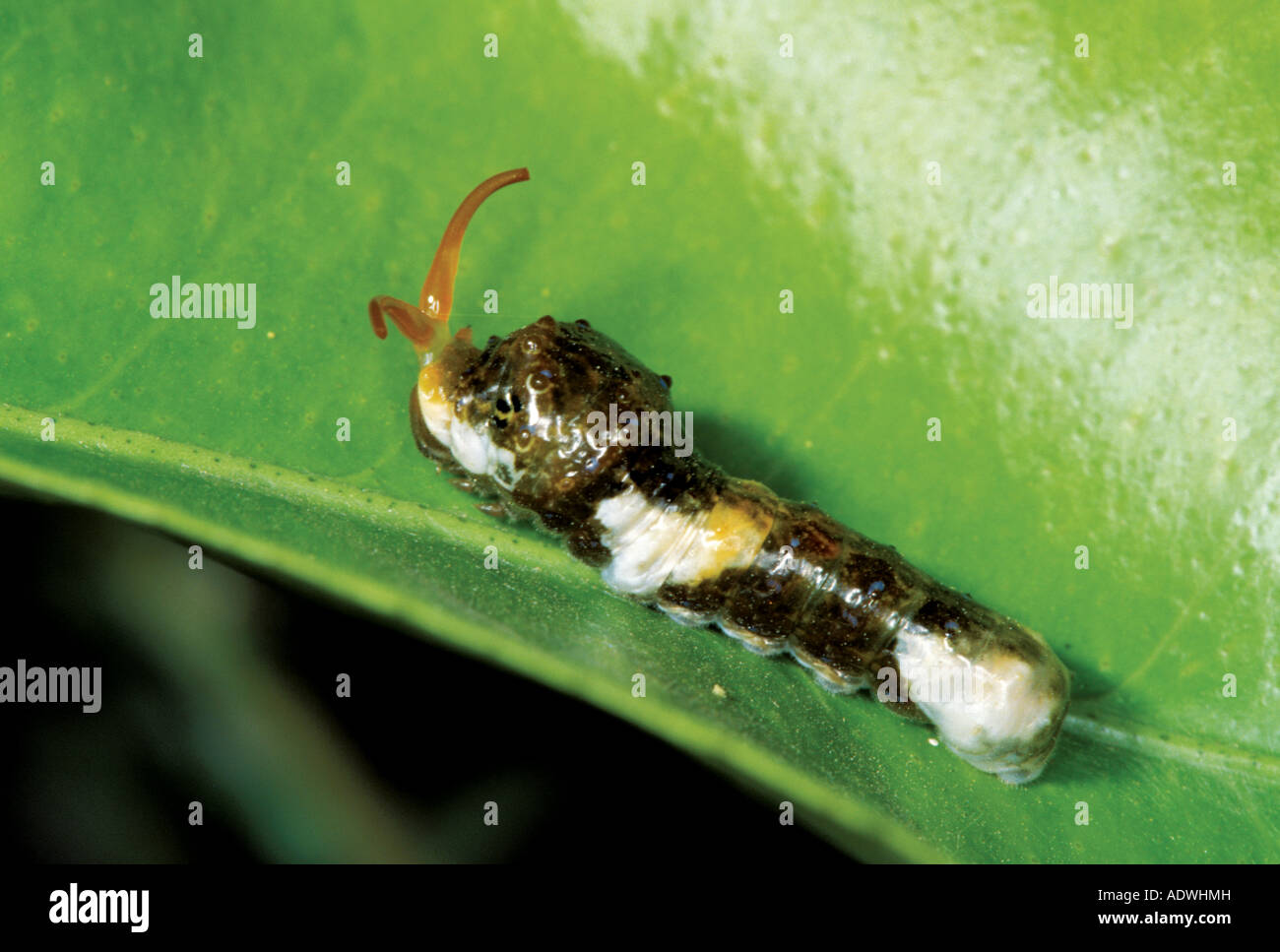 Giant swallowtail butterfly larvae hi-res stock photography and images ...