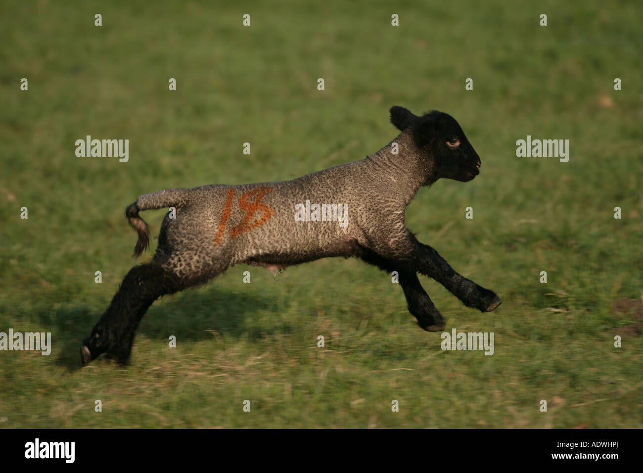 Lamb running in grass field Stock Photo - Alamy