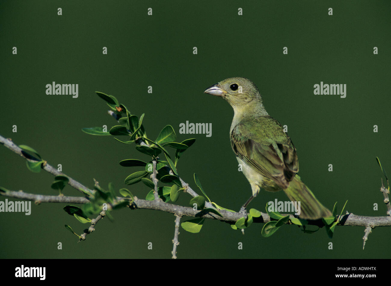 Painted Bunting Passerina ciris female Starr County Rio Grande Valley ...