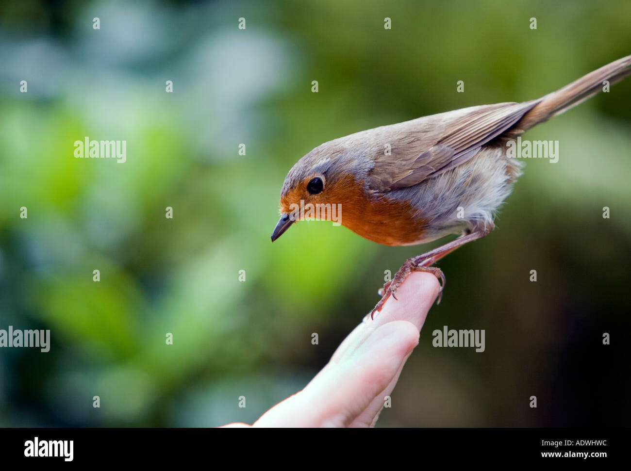 Robin hand hi-res stock photography and images - Alamy