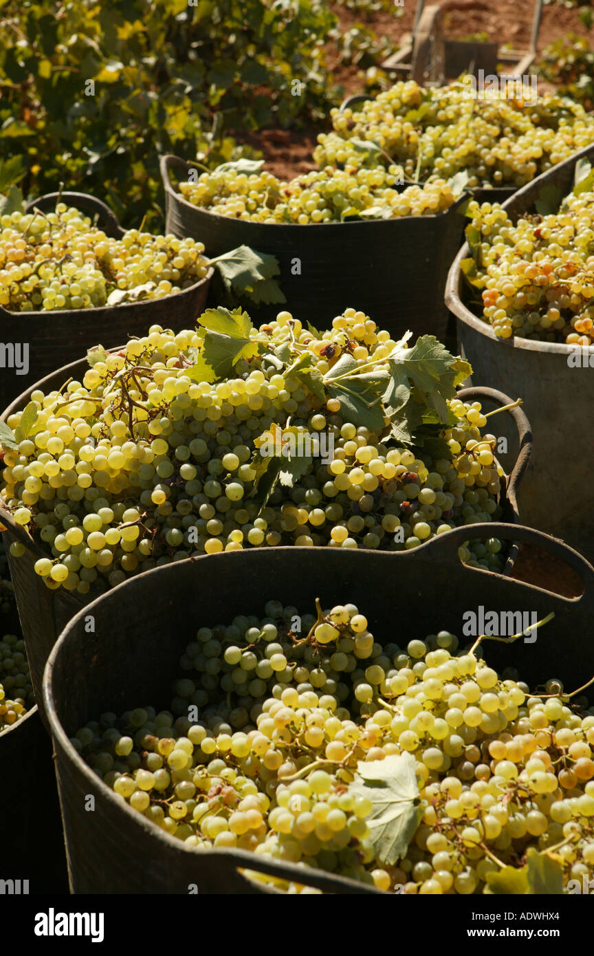 Harvest of the muscatel grape to make wine Stock Photo - Alamy