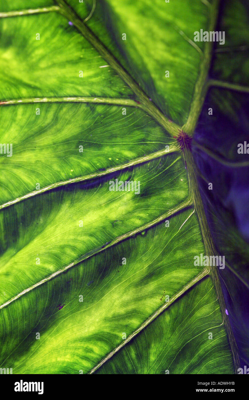 Alocasia. Elephant ear leaf. Light shining through a tropical leaf ...