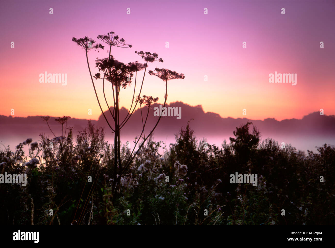 Awesome Purple Sun Sets