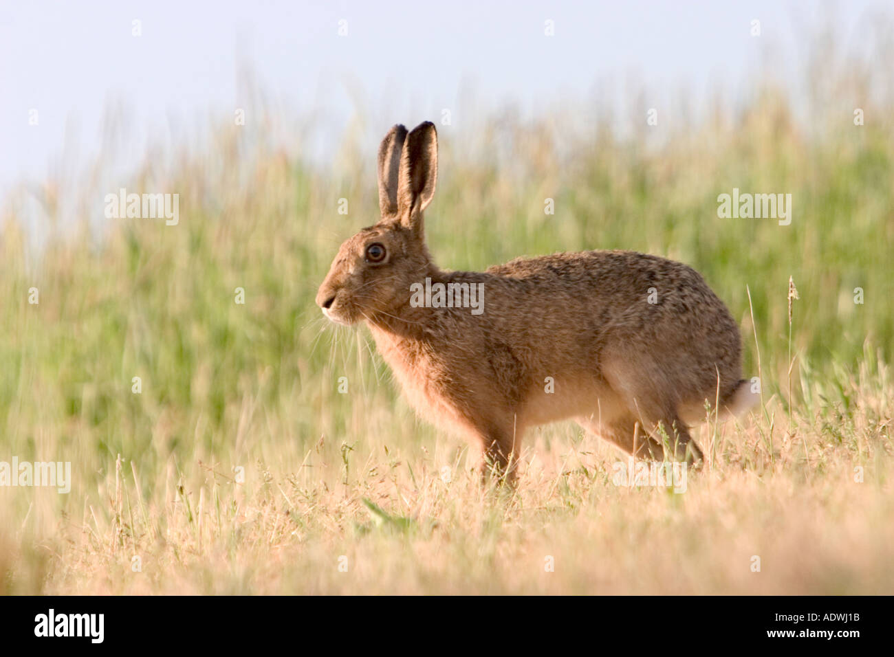 Hare profile hi-res stock photography and images - Alamy