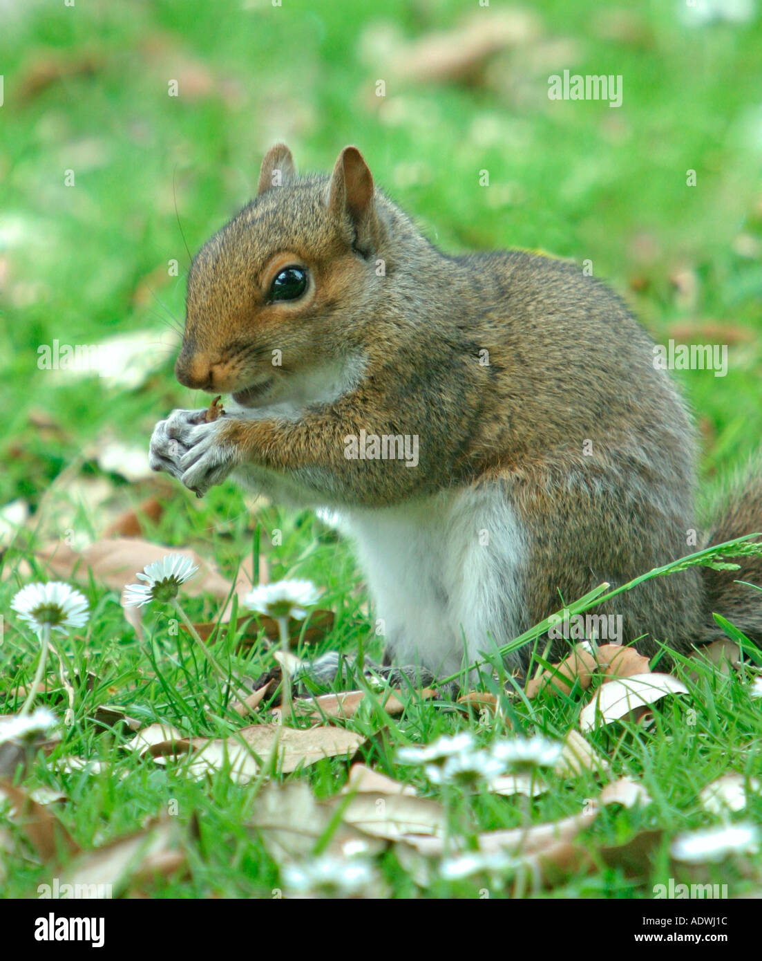 Grey squirrel eating hi-res stock photography and images - Alamy