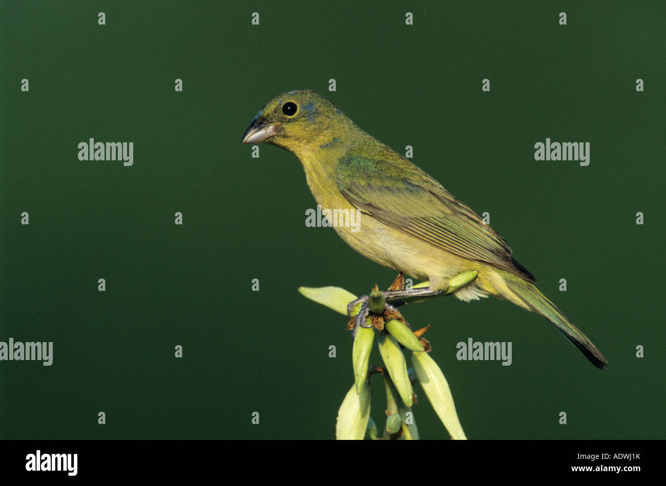 Painted Bunting Passerina ciris immature male on blooming Soaptree ...