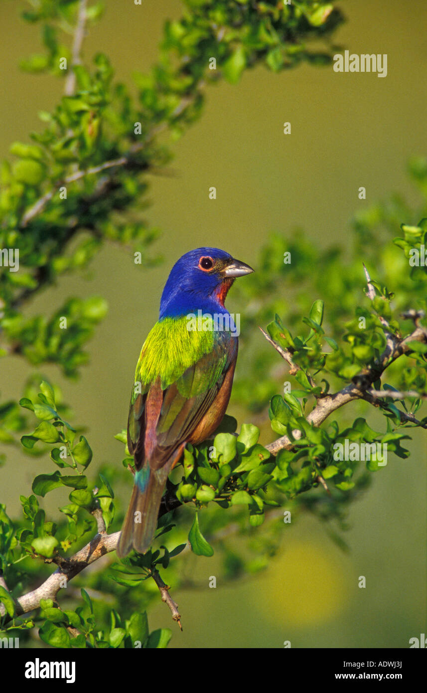 Painted Bunting Passerina ciris male Willacy County Rio Grande Valley ...