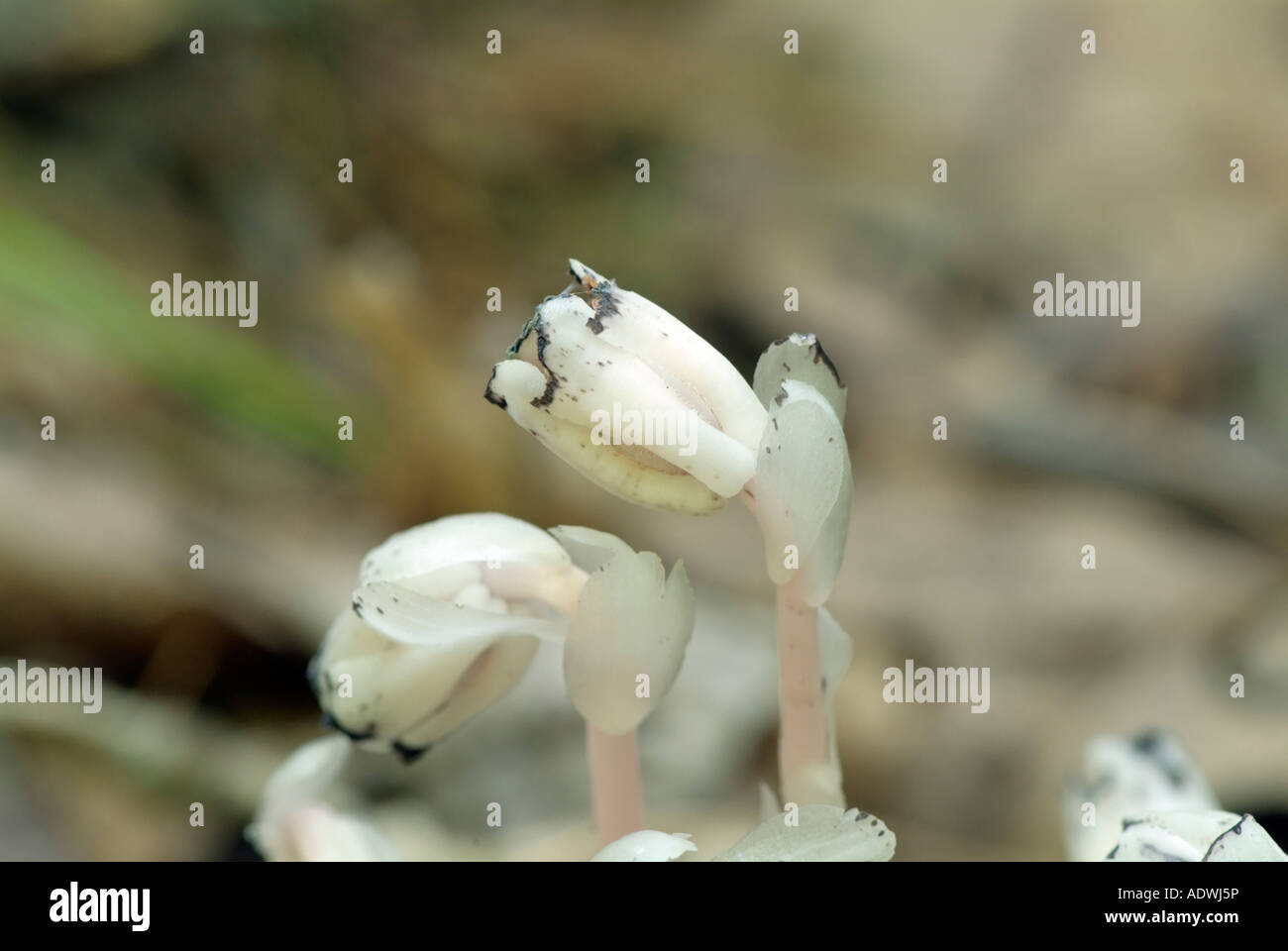 Indian Pipe- Monotropa uniflora -in a New England forest Stock Photo ...