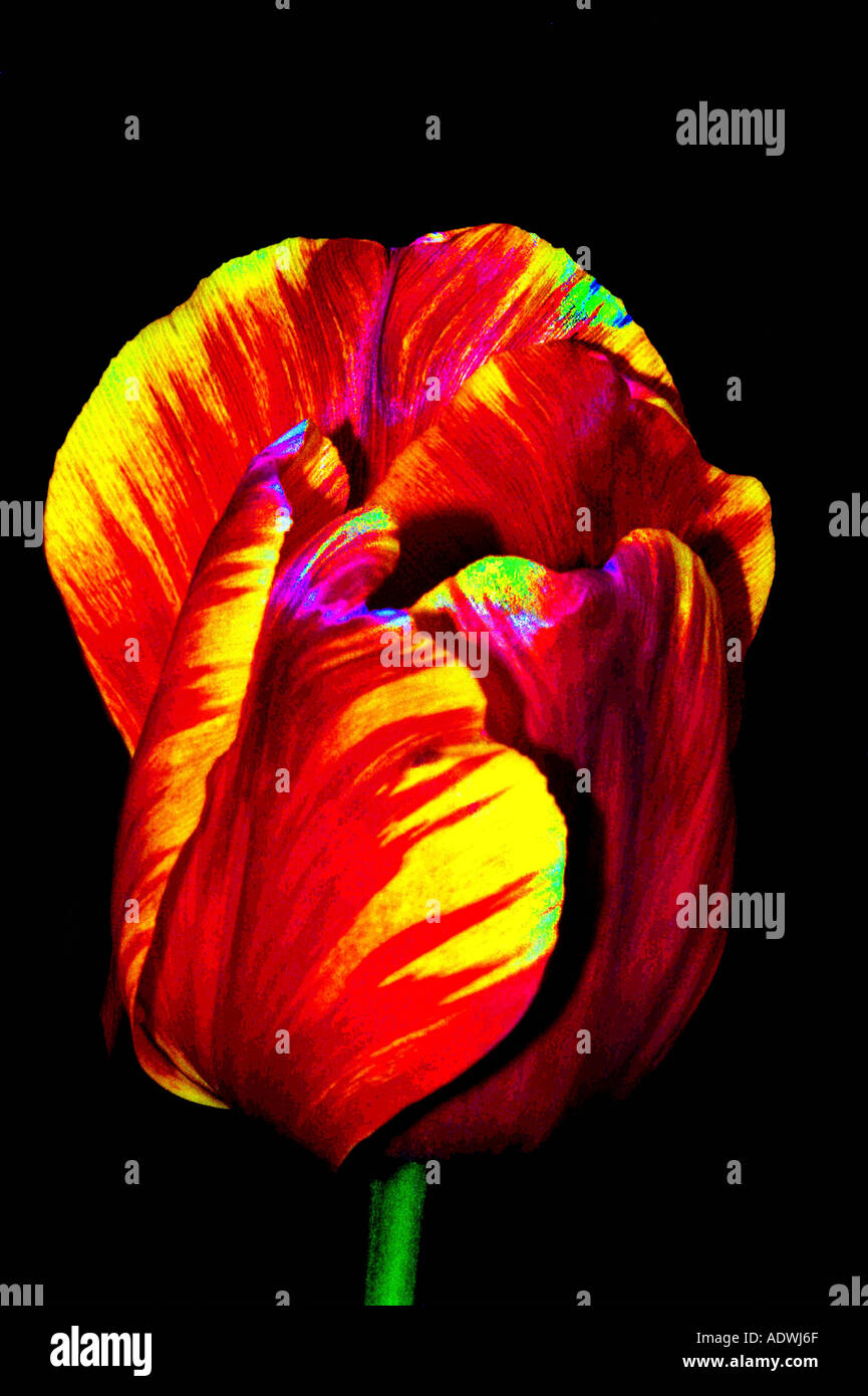 Tulip dutch design hi-res stock photography and images - Alamy