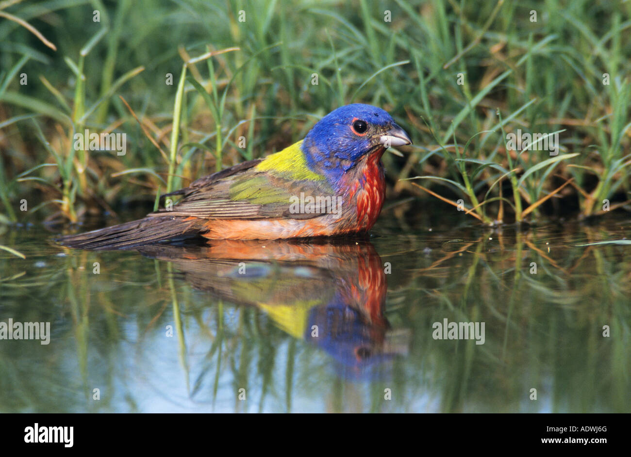 Painted Bunting Passerina ciris male bathing Lake Corpus Christi Texas ...