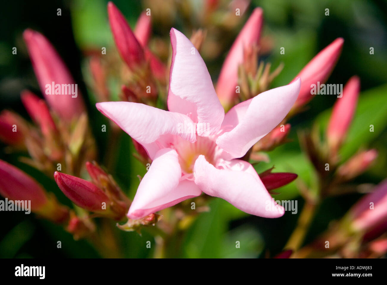 rose oleander Nerium oleander Stock Photo - Alamy