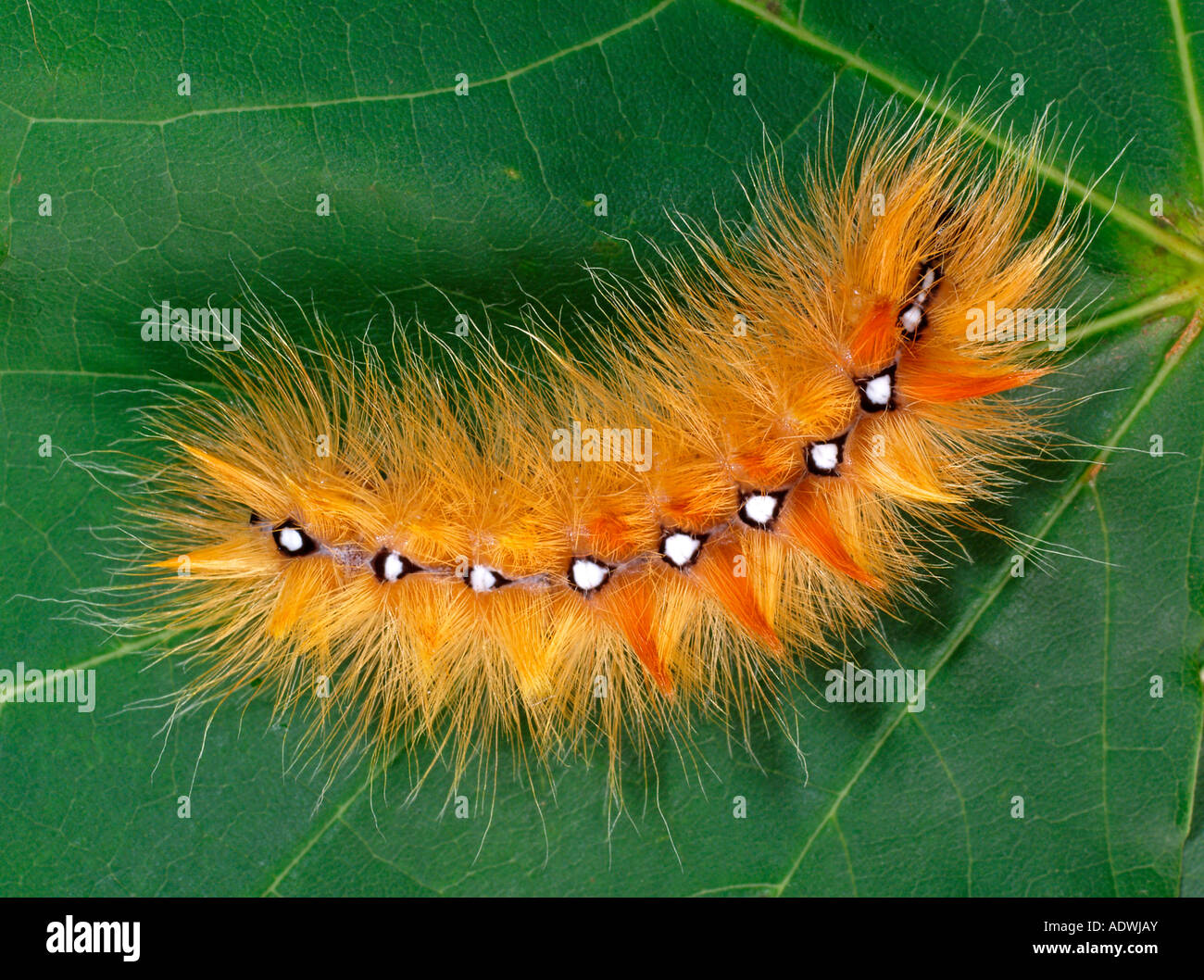 Sycamore moth larva Stock Photo - Alamy