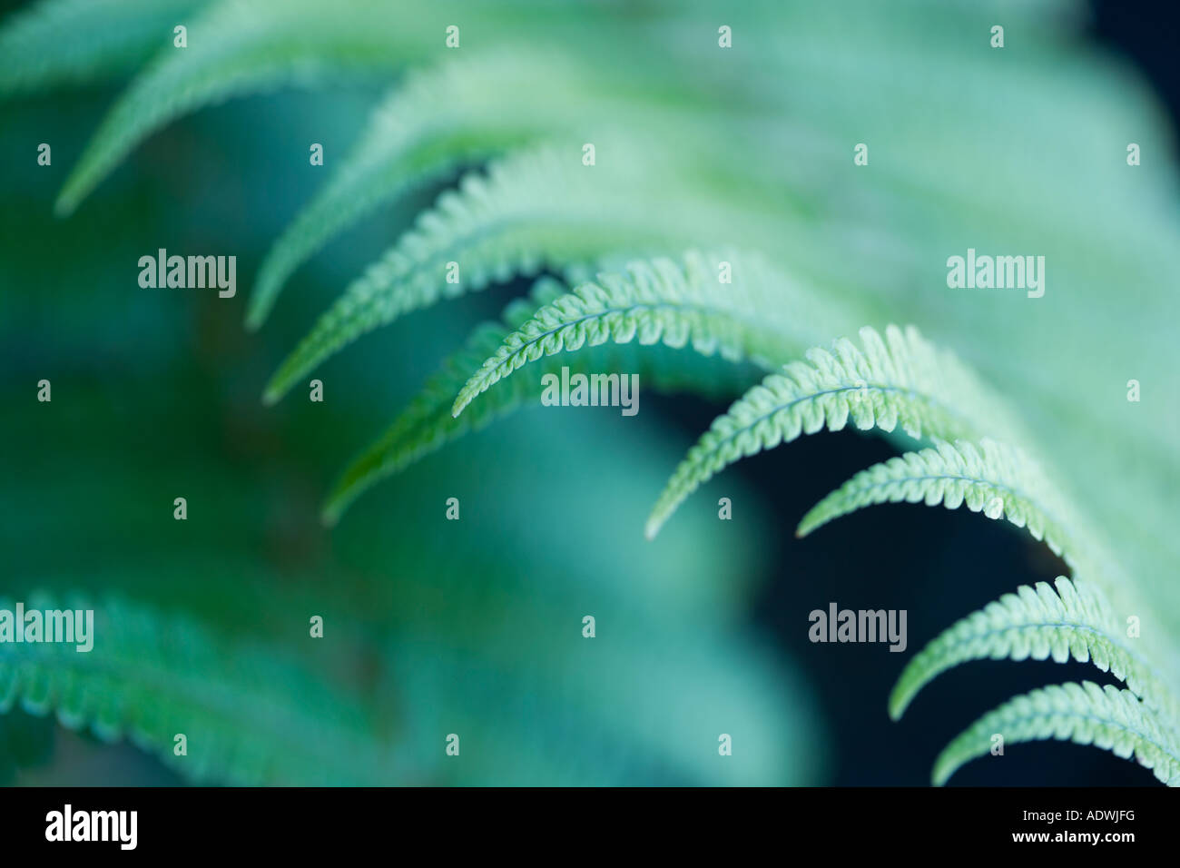close up of fern fronds Stock Photo - Alamy