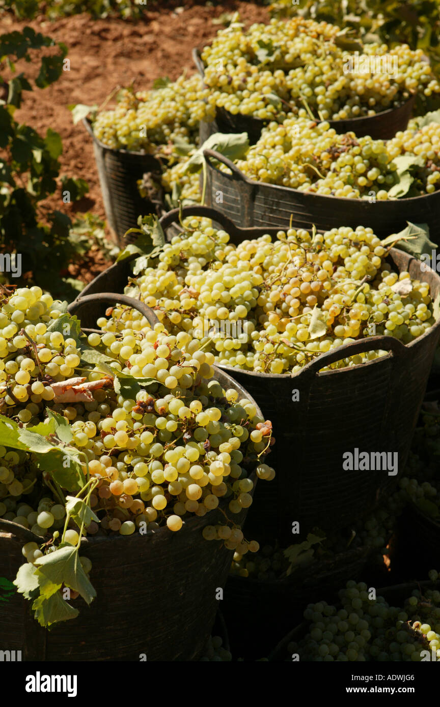 Harvest of the muscatel grape to make wine Stock Photo - Alamy
